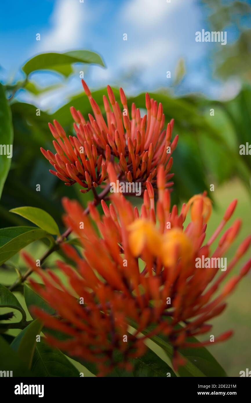Grevillea Robyn Gordon in Assam. Beautiful Red spike flower. Grevillea ...