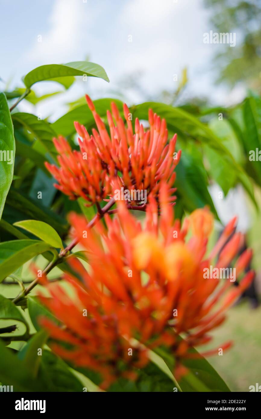 Grevillea Robyn Gordon in Assam. Beautiful Red spike flower. Grevillea ...