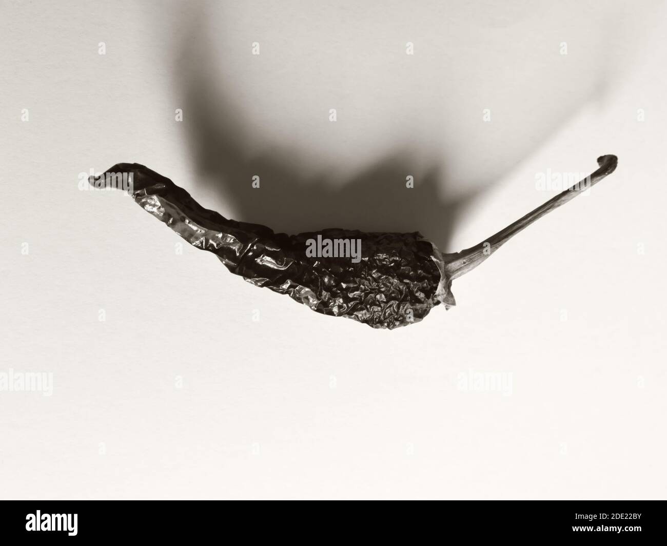 One pepper on a white background. Black and white photo Stock Photo - Alamy