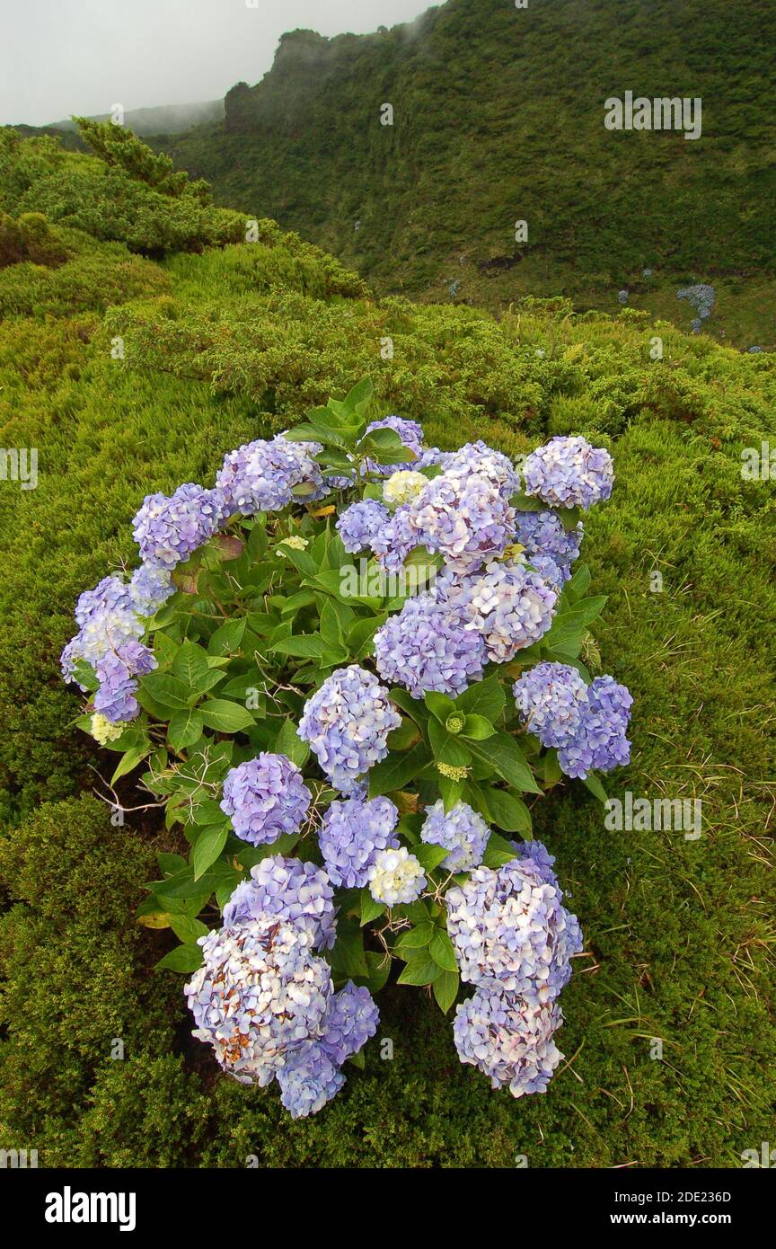 Azores hydrangea farm hi-res stock photography and images - Alamy