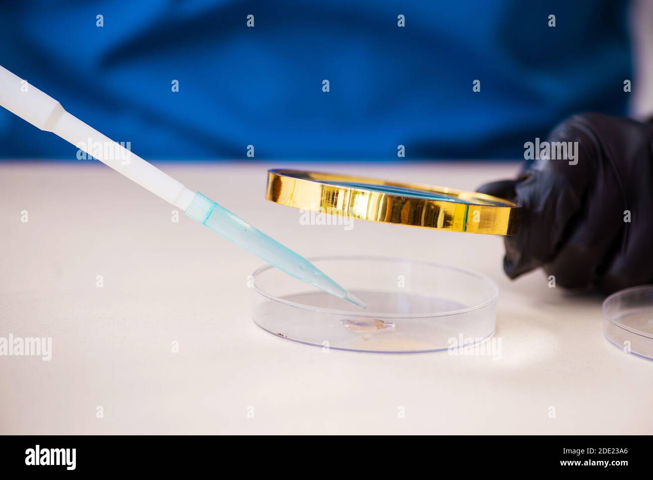 Dead cockroach in petri dish on the table Stock Photo - Alamy