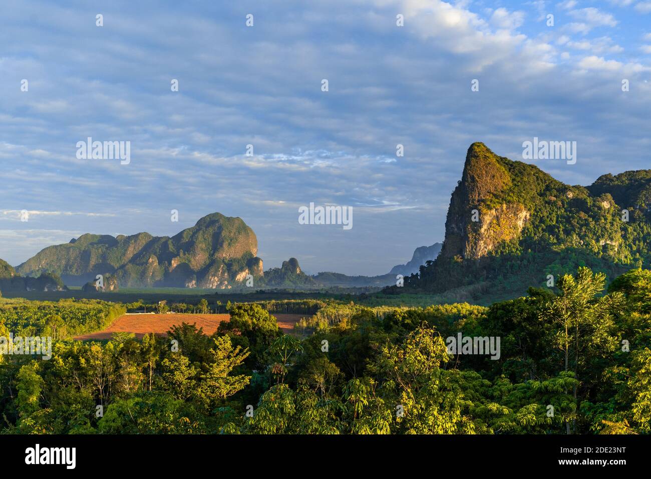 Din daeng hi-res stock photography and images - Alamy