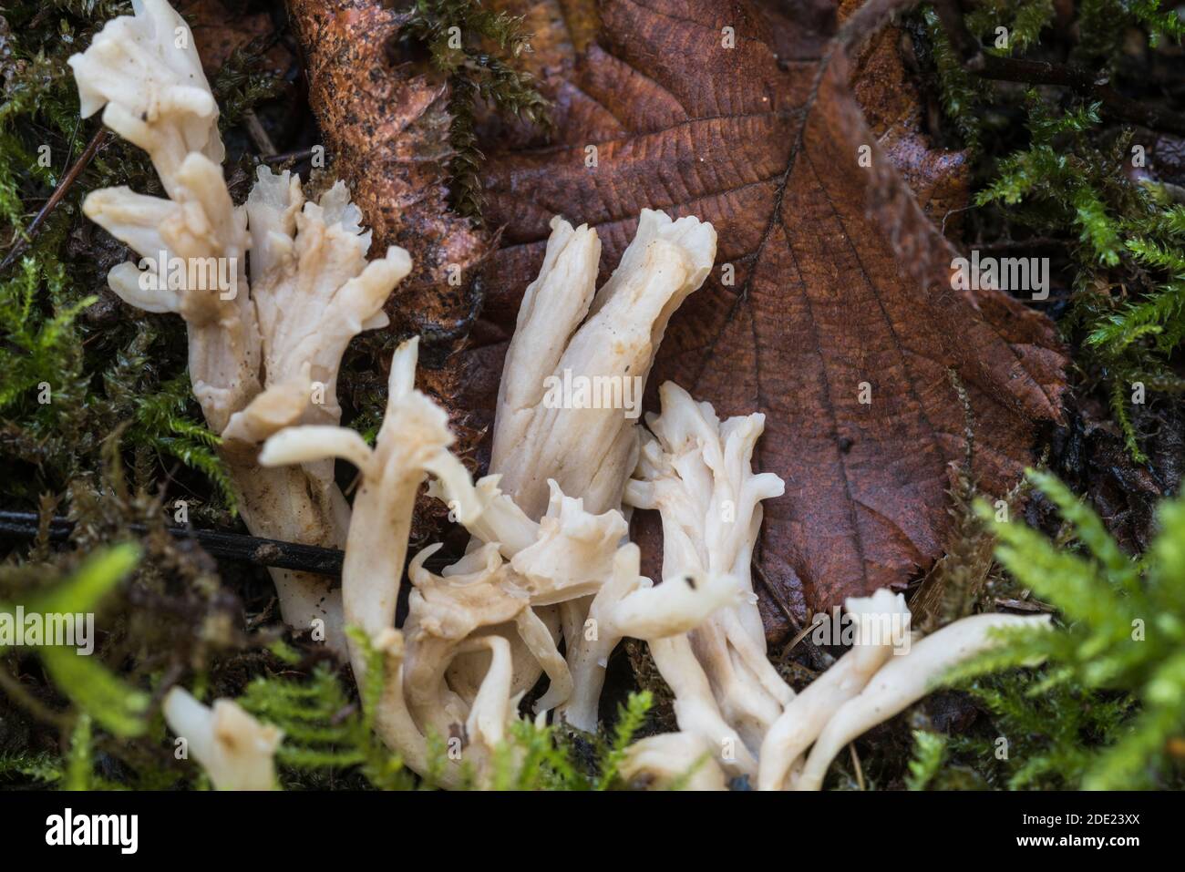 Grey coral fungus hi-res stock photography and images - Alamy