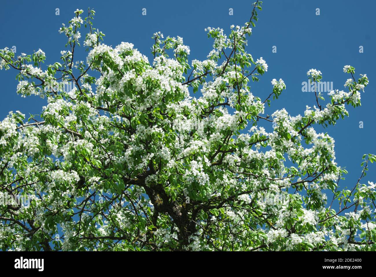 Pear tree branches flowers hi-res stock photography and images - Alamy