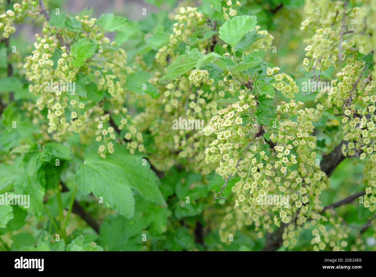 Branches of a flowering bush of red currant Stock Photo - Alamy