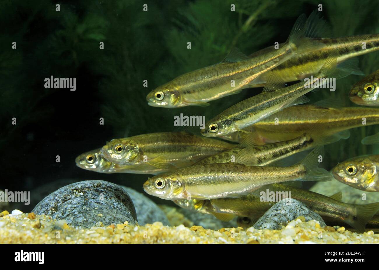 Minnow, phoxinus phoxinus, Group of Adults Stock Photo - Alamy