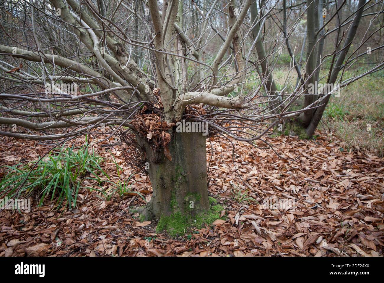 Pollarded stumps in Wall Wood, Hatfield Forest Stock Photo - Alamy