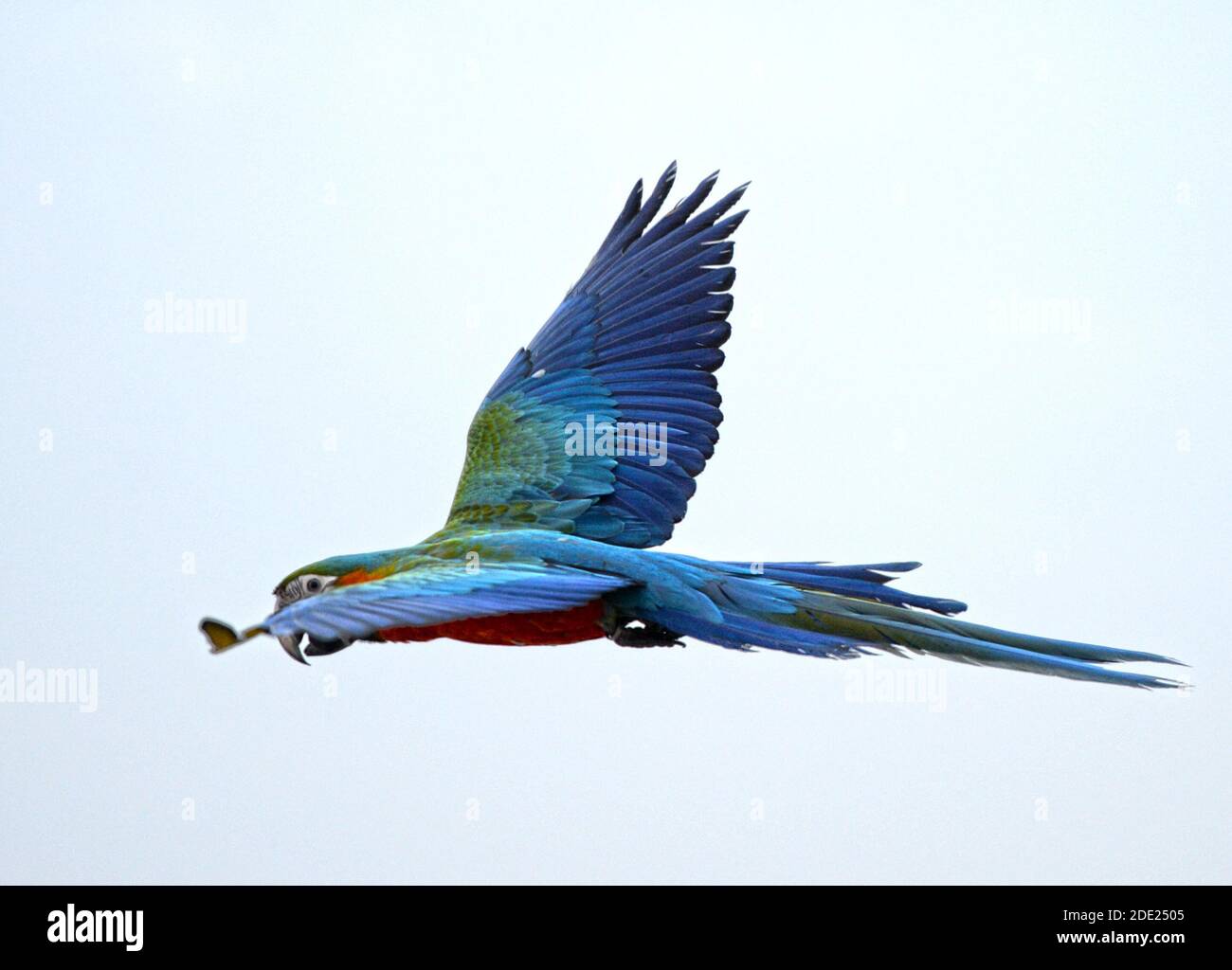 Parrot flies hi-res stock photography and images - Alamy