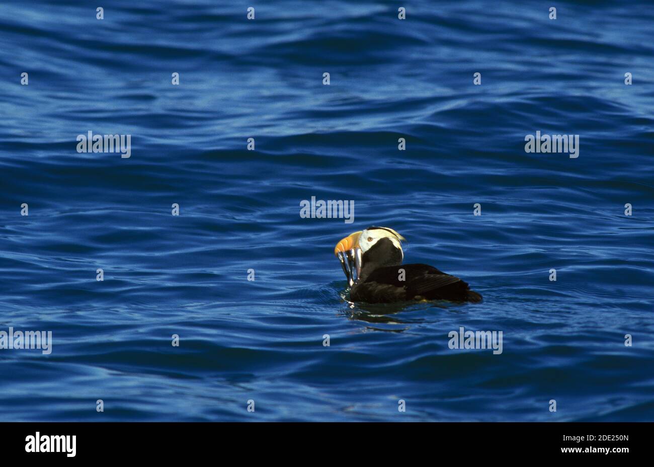 Tufted puffin fratercula cirrhata in the sea hi-res stock photography ...