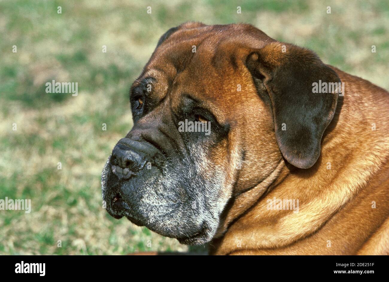 Portrait of Old Dog Stock Photo - Alamy