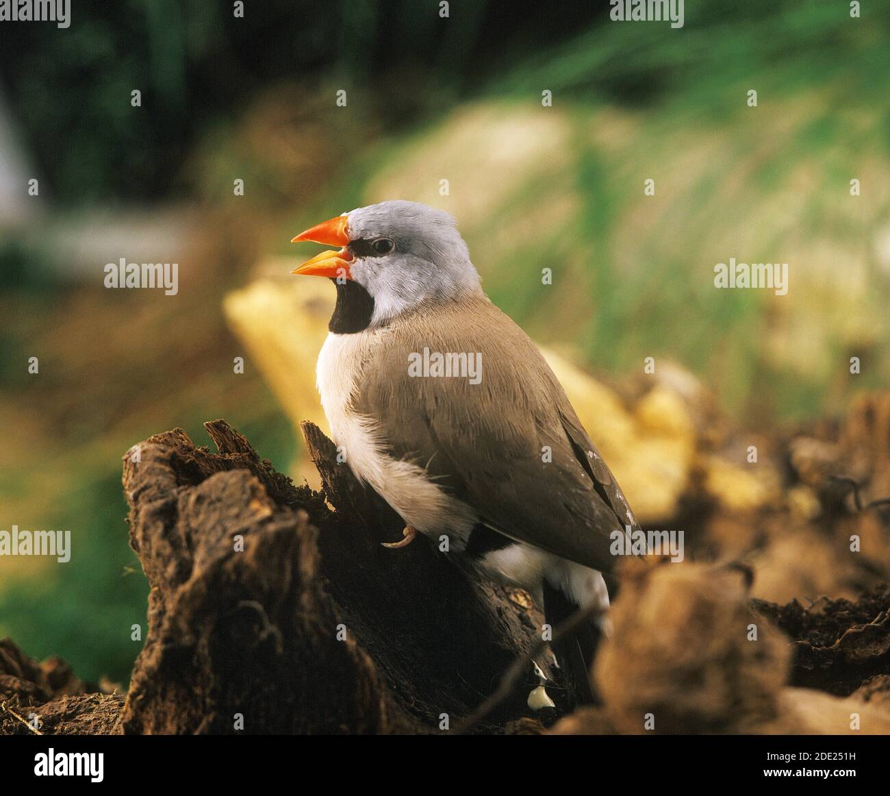 Poephila cincta hi-res stock photography and images - Alamy