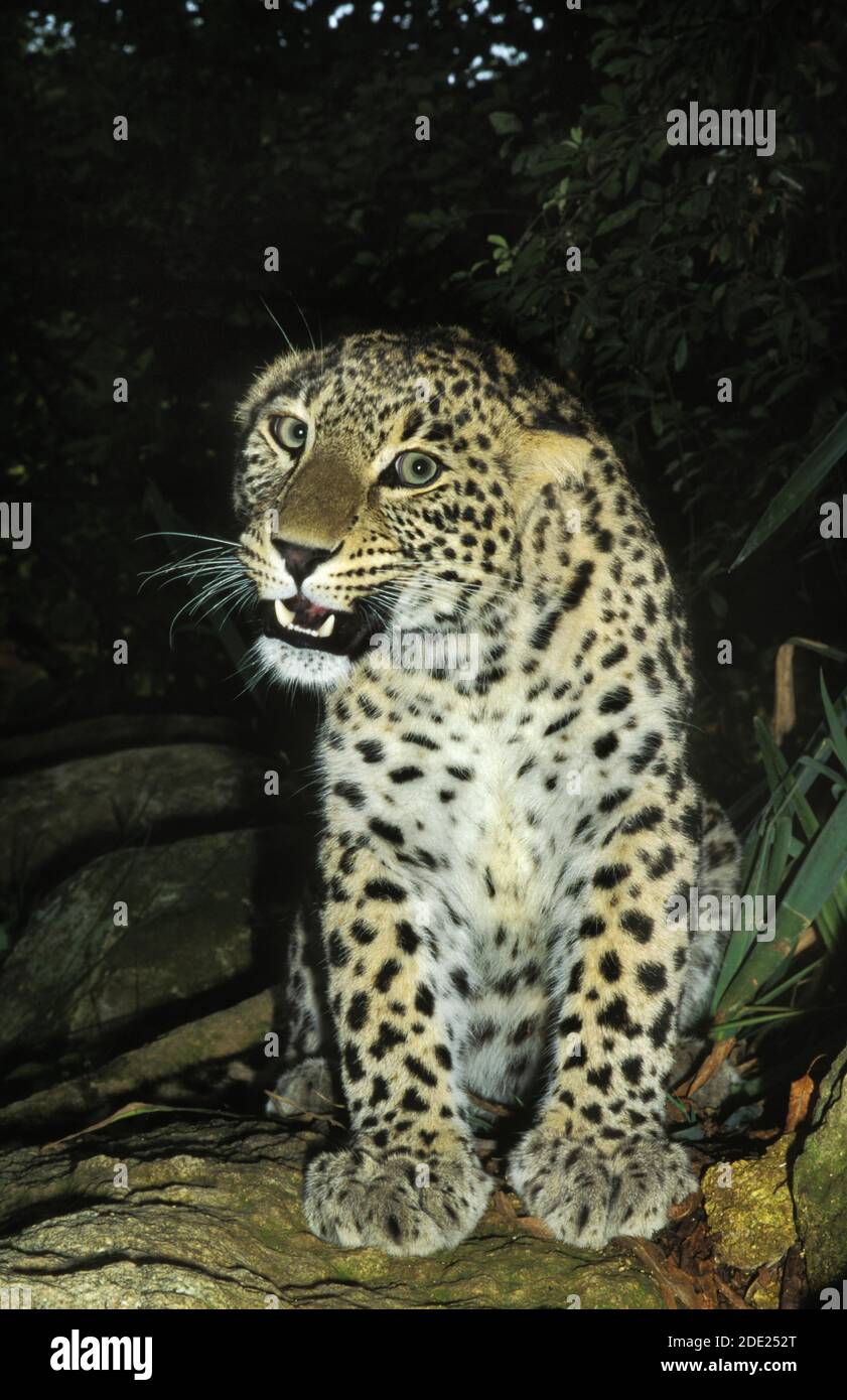 Persian Leopard, panthera pardus saxicolor, Adult standing on Rock ...