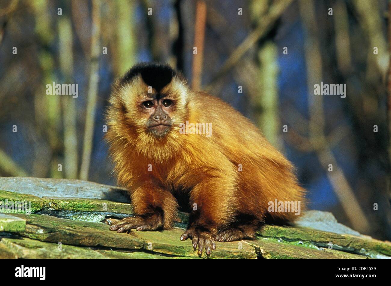 Black Capped Capuchin, cebus apella, Adult standing on Branch Stock ...