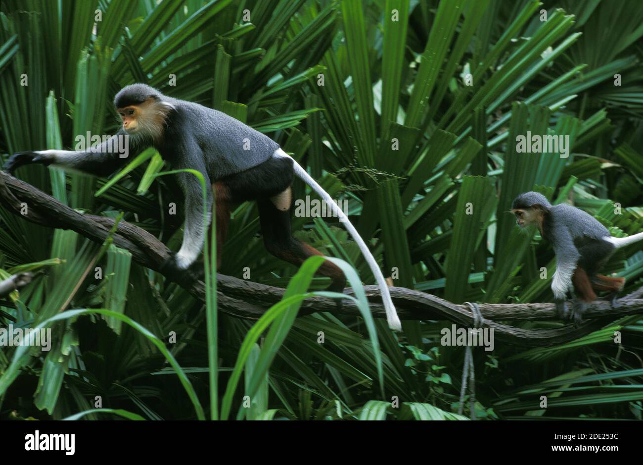 Red Shanked Douc Monkey, pygathrix nemaeus nemaeus, Female with Young ...