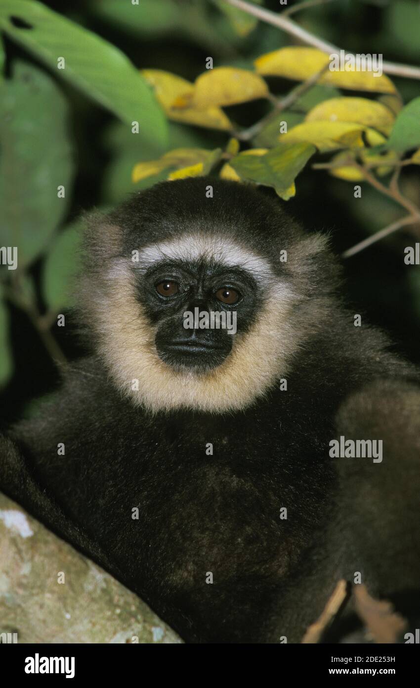 Muller's Gibbon, hylobates muelleri, Portrait of Adult, Borneo Stock ...