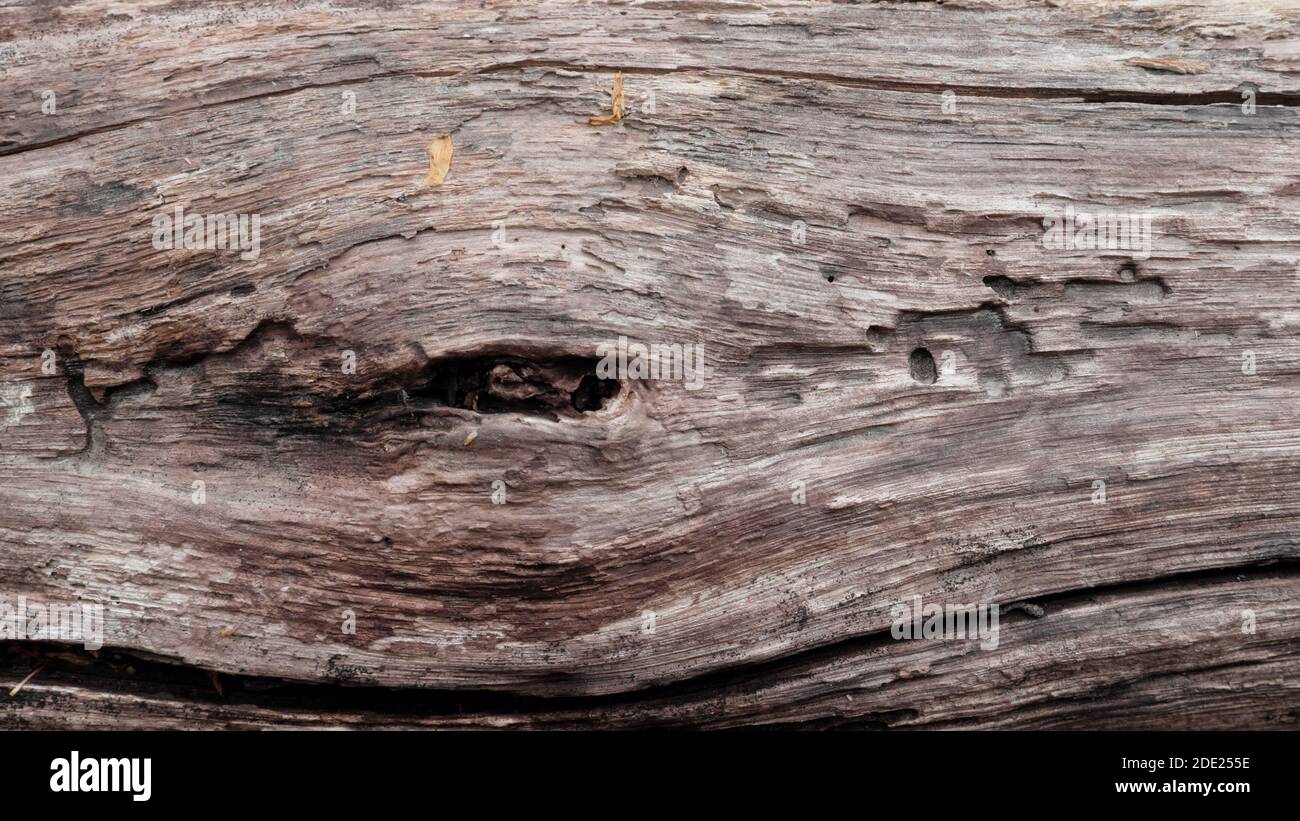Old rotten wood as a backdrop. Wood texture Stock Photo - Alamy
