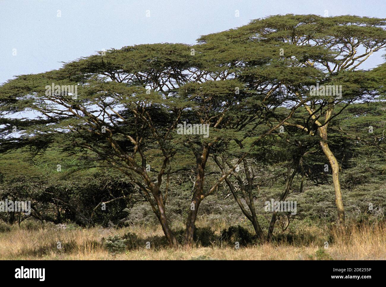 Acacia Trees, Masai Mara Park in Kenya Stock Photo - Alamy