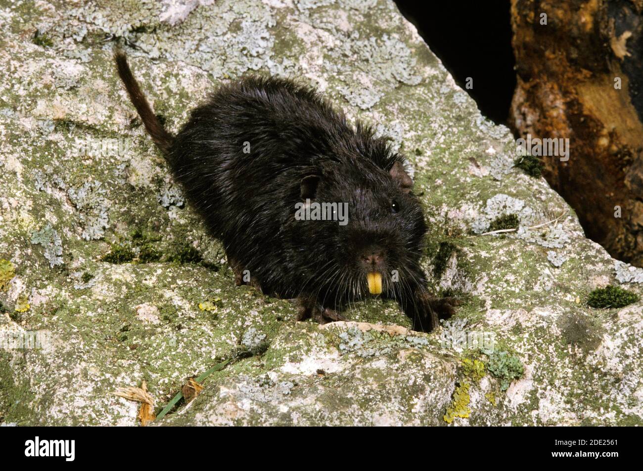 Coruro Rat, spalacopus cyanus, Adult standing on Rock Stock Photo - Alamy