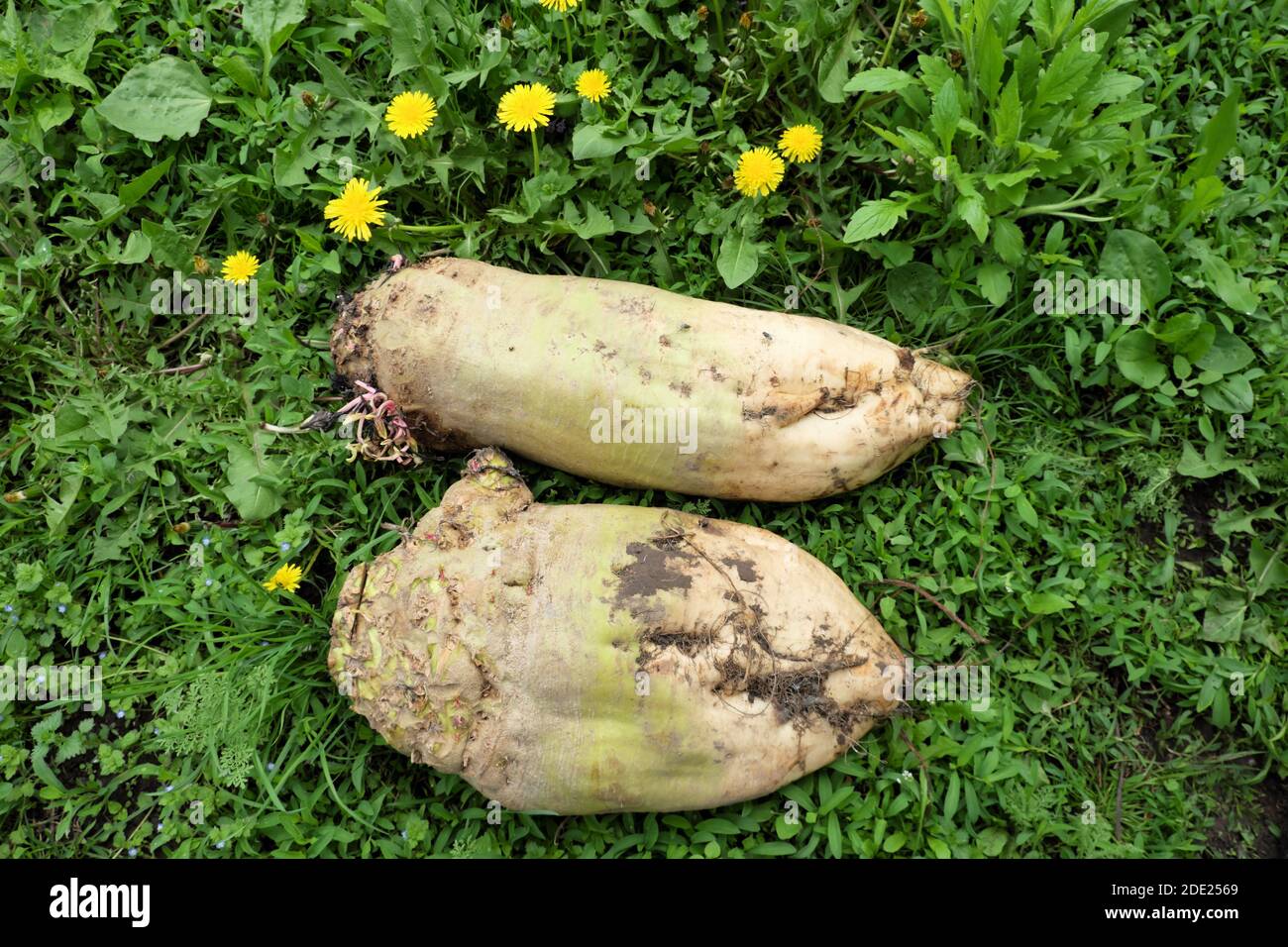 Fodder beet harvest hi-res stock photography and images - Alamy