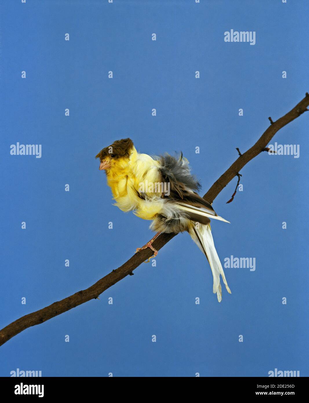Parisian Frilled Canary, serinus canaria, Adult standing on Branch ...