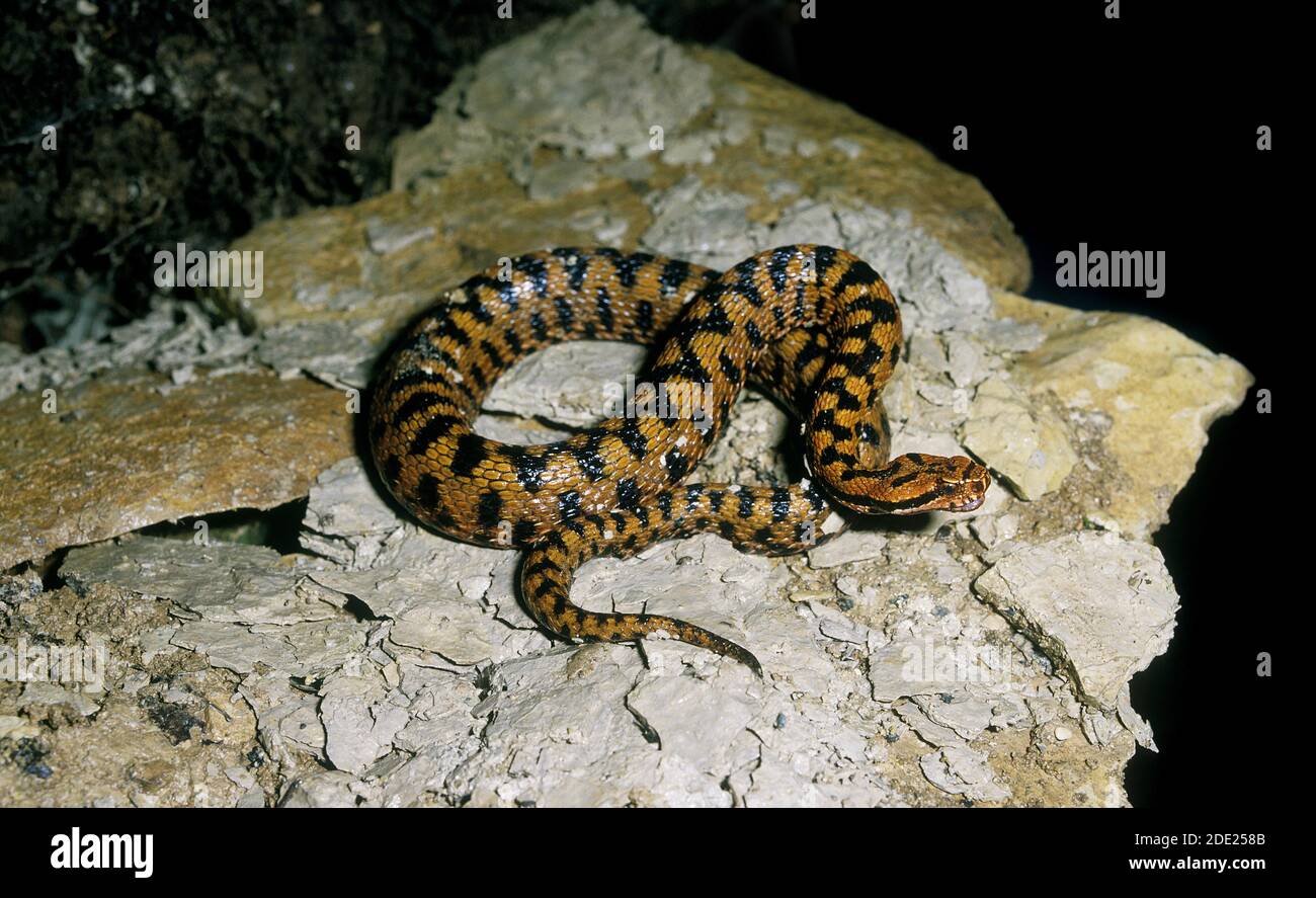 Asp Viper, vipera aspis, Adult standing on Rock, Venomous Snake in ...