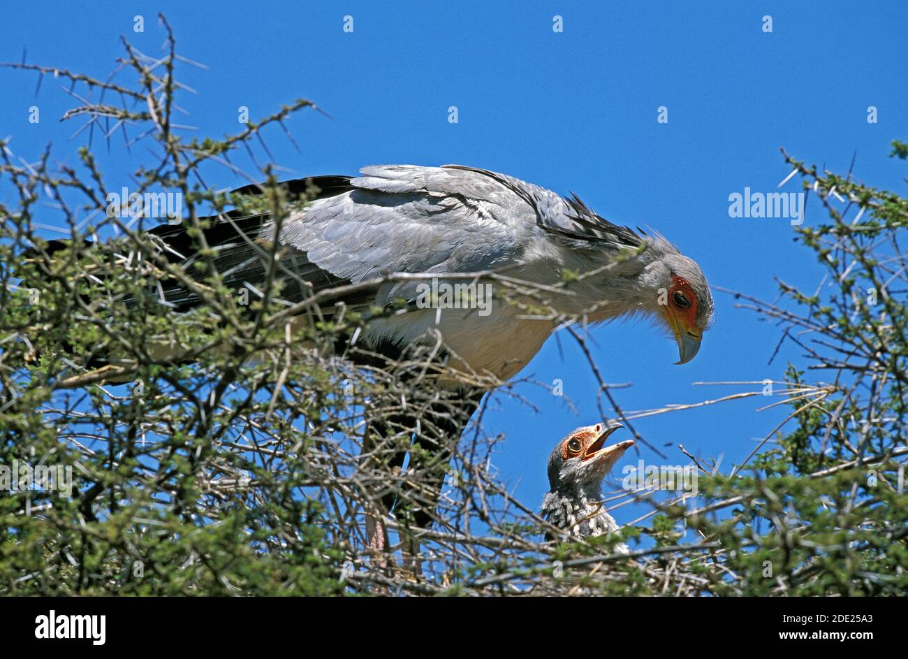 Secretary Bird, sagittarius serpentarius, Adult with Young in Nest ...