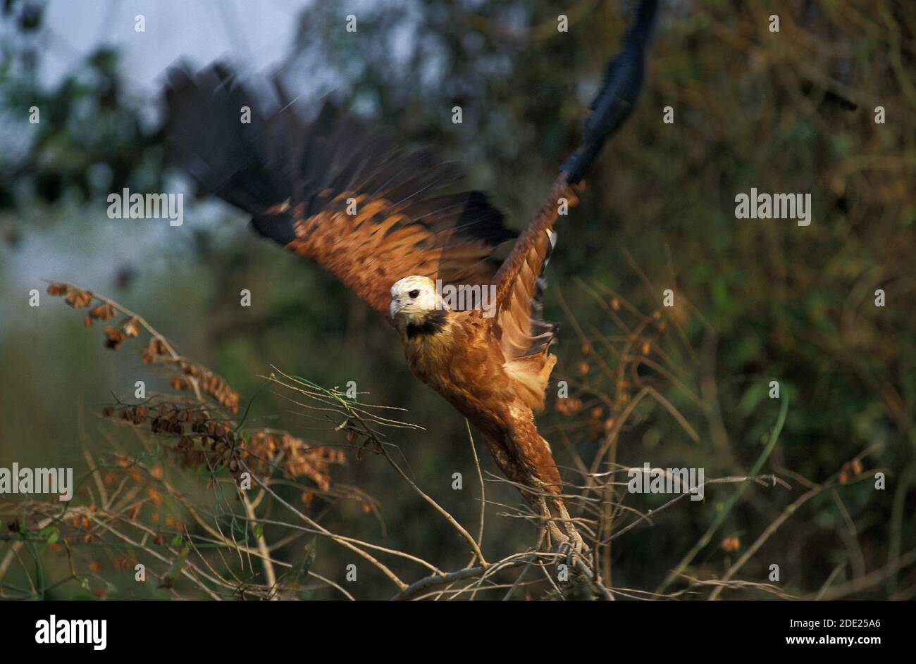 Black Collared Hawk, busarellus nigricollis, Adult in Flight, Taking ...