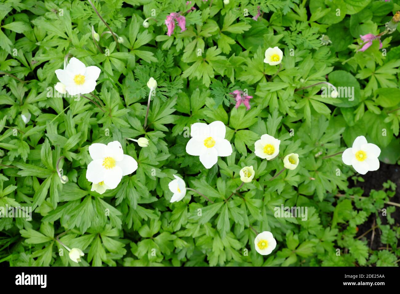 Beautiful white anemone flowers hi-res stock photography and images - Alamy