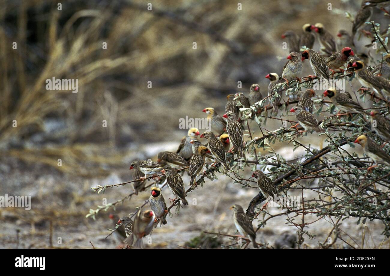 Red Billed Quelea, quelea quelea, Group perched in Bush, Namibia Stock ...