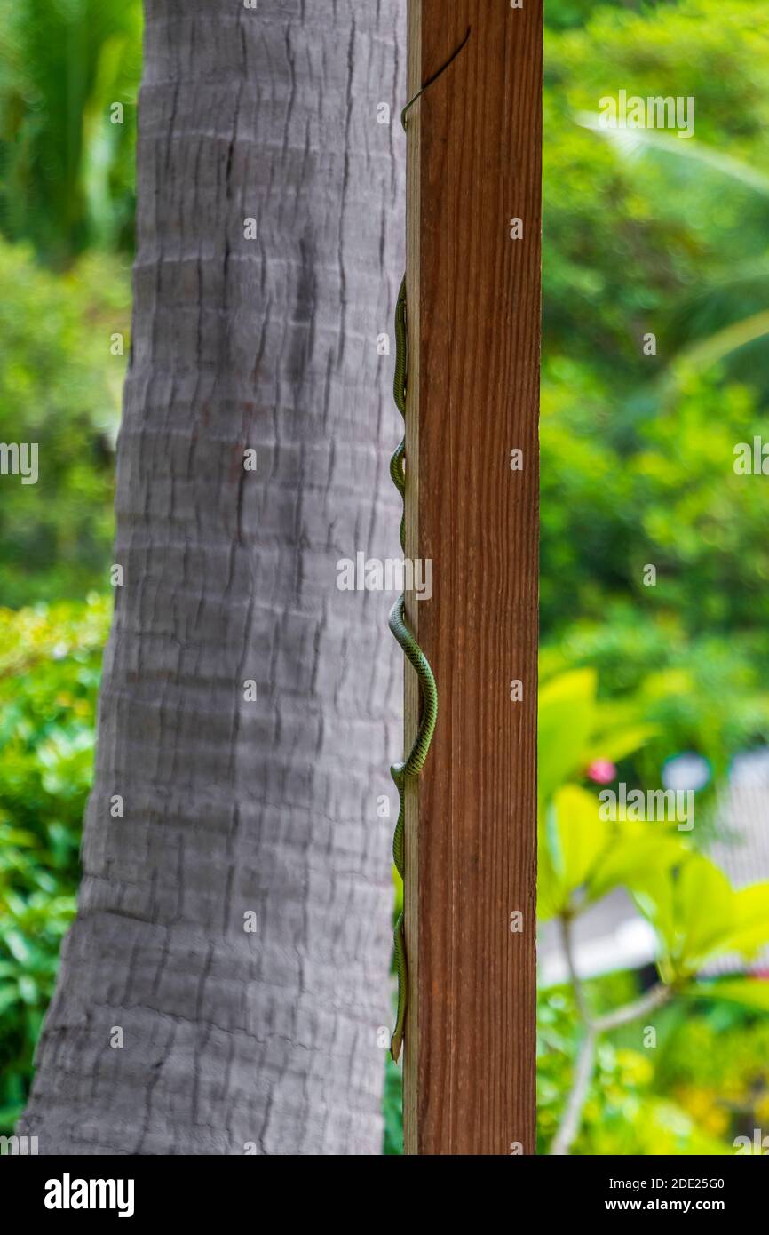 Snake climbs a wooden strip on Koh Phangan, Koh Pha Ngan, Thailand ...