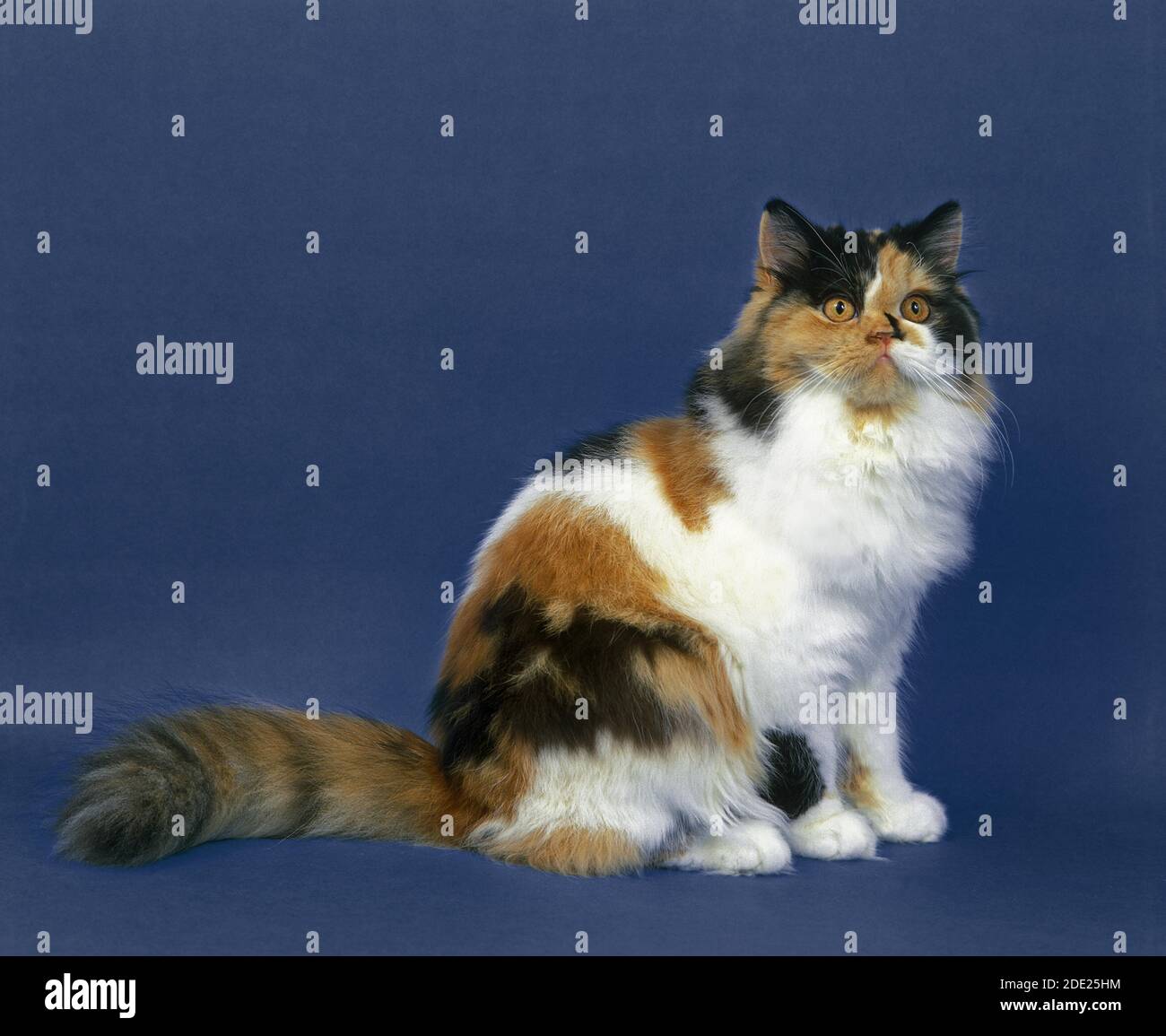 White and Tortoiseshell Persiand Domestic Cat, Adult sitting against ...