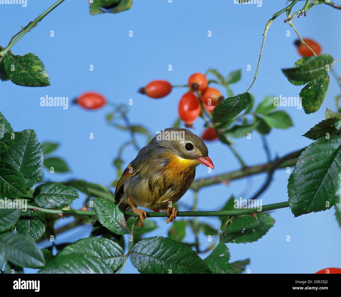 Red Billed Leiothrix, leiothrix lutea, Adult standing on Rose Hip ...
