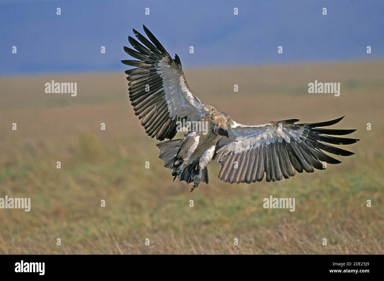 African White Backed Vulture, gyps africanus, Adult in Flight, Masai ...