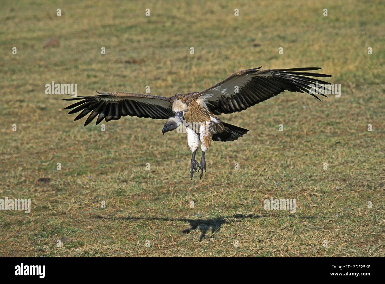 African White Backed Vulture, gyps africanus, Adult in Flight, Landing ...