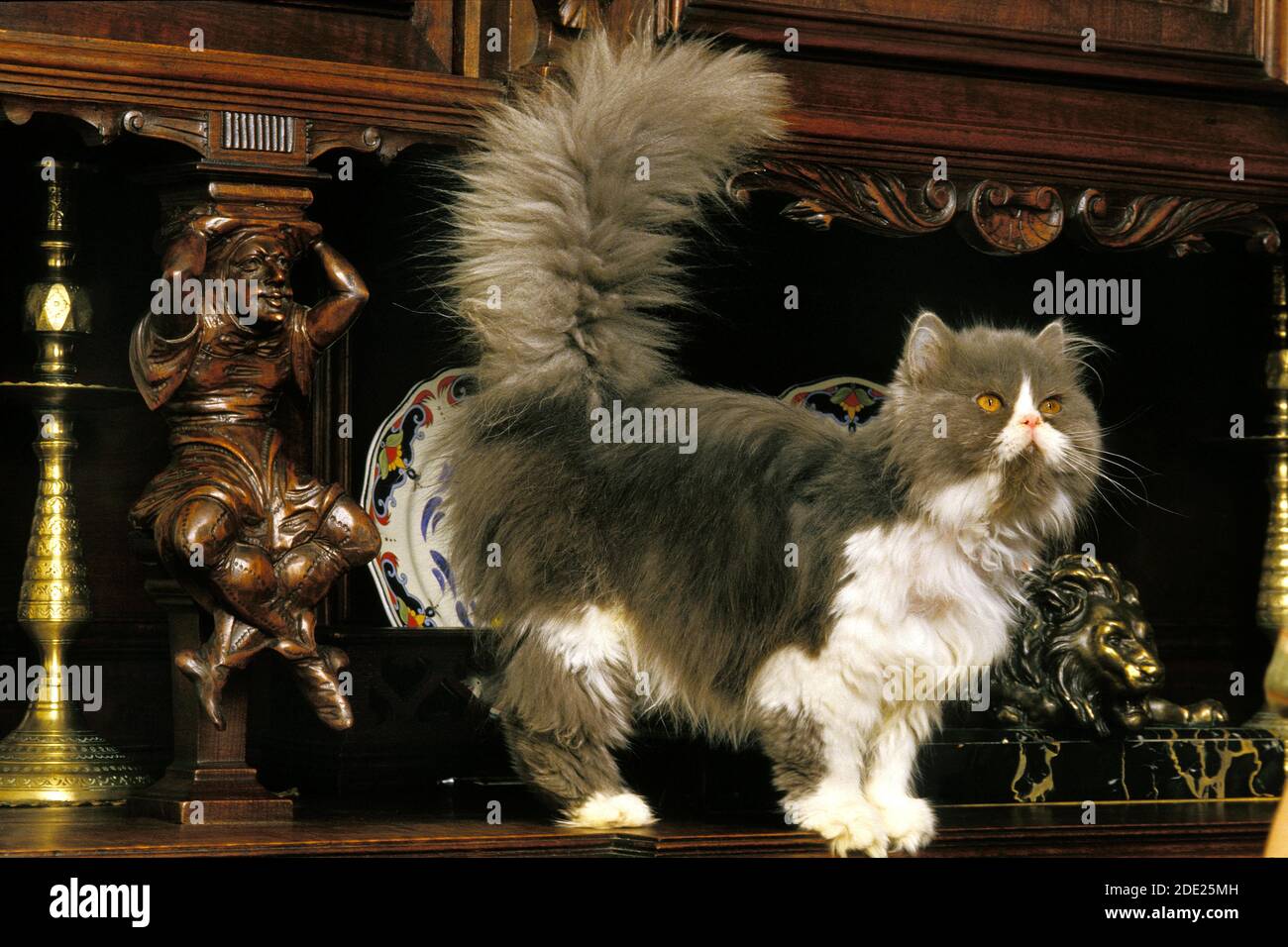 Blue and White Persian Domestic Cat, Adult standing on Sideboard Stock ...