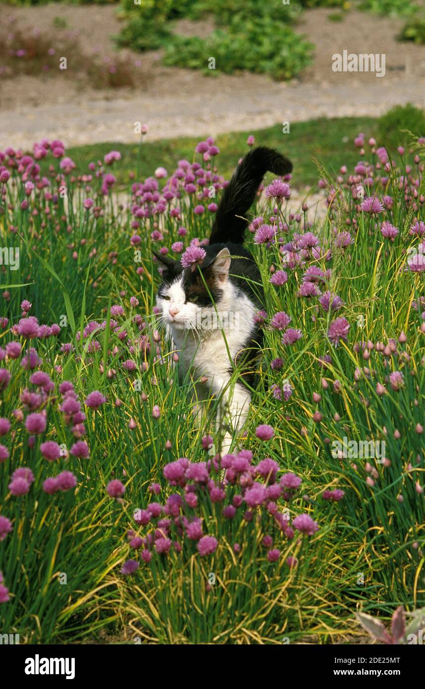 Black and White Domestic Cat, Adult standing in Chives, allium ...