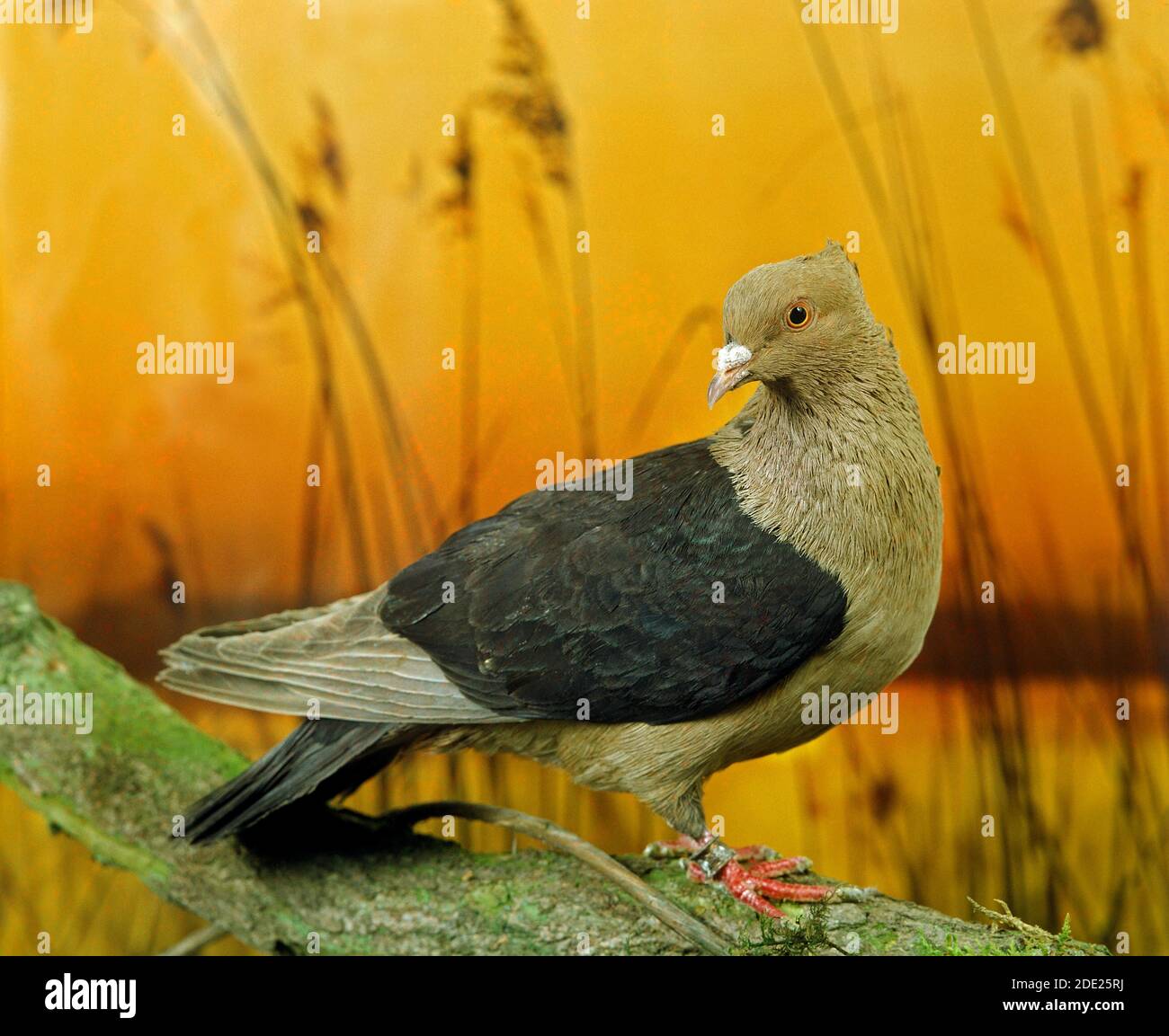 Archangel Domestic Pigeon, with Sunset Stock Photo - Alamy