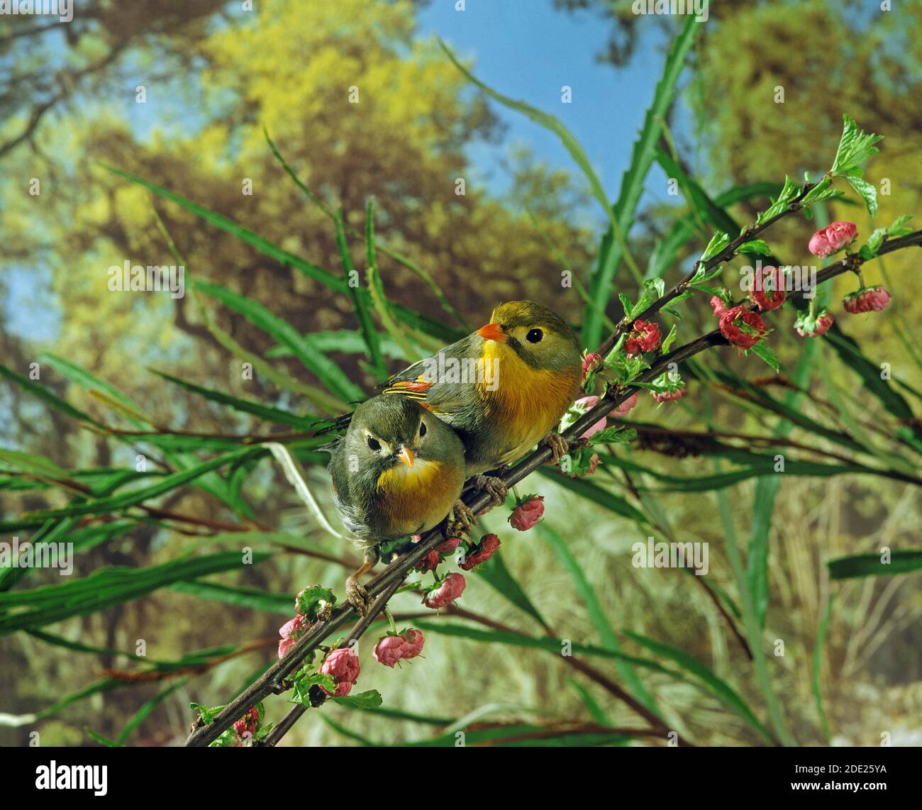 Red Billed Leiothrix, leiothrix lutea, Adults standing on Branch Stock ...