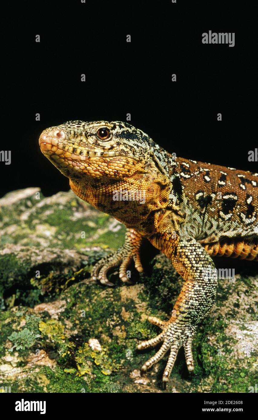 Teju lizard hi-res stock photography and images - Alamy