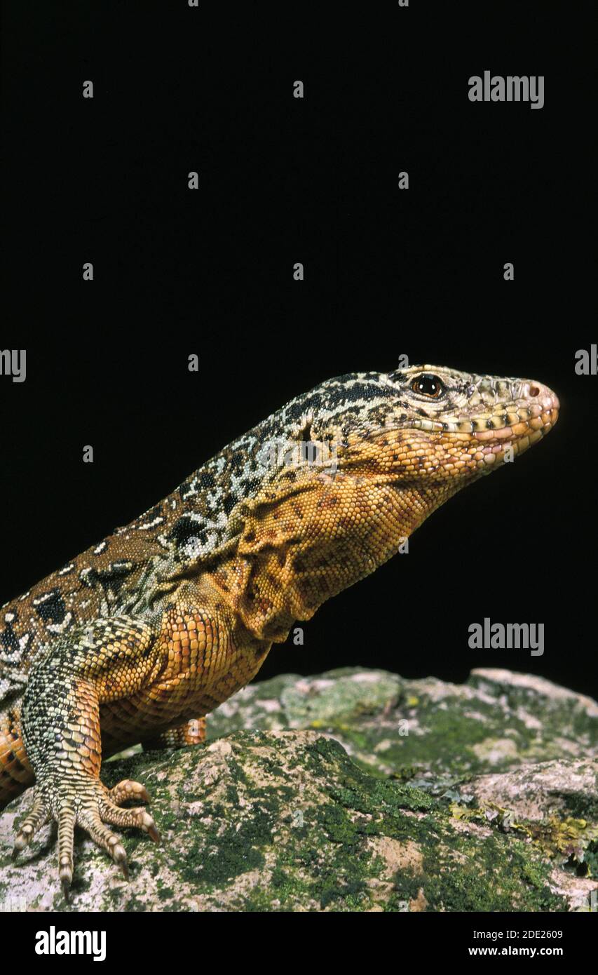 Teju lizard hi-res stock photography and images - Alamy