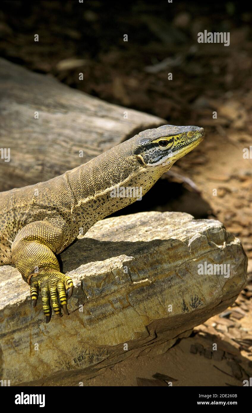 Varanus gouldi hi-res stock photography and images - Alamy