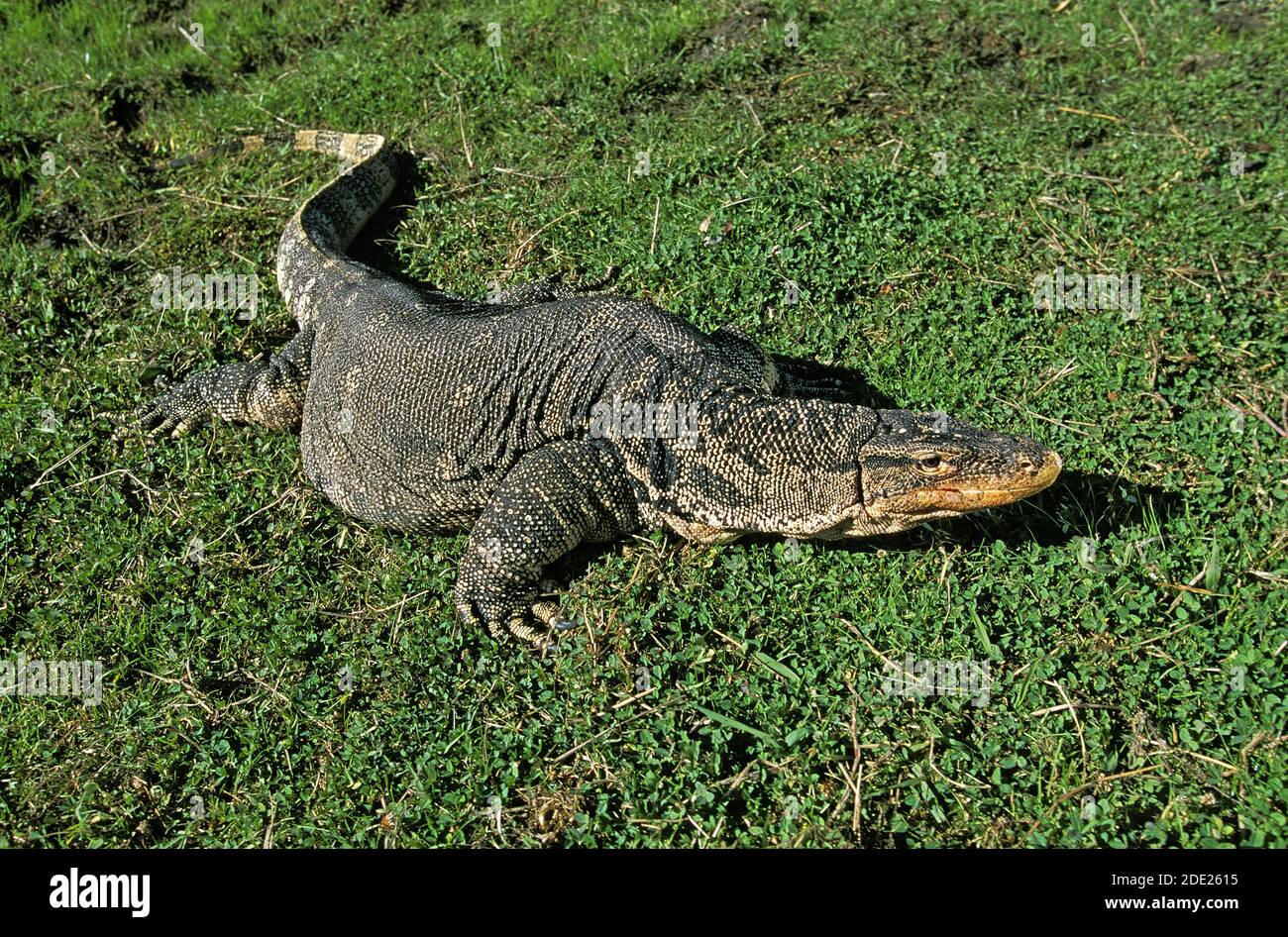 Water Monitor Lizard, varanus salvator, Adult standing on Grass Stock ...