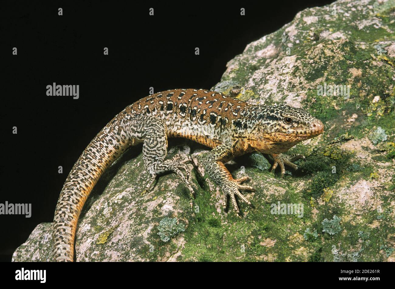 Teju lizard hi-res stock photography and images - Alamy