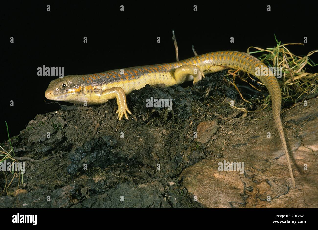 Berber skink hi-res stock photography and images - Alamy