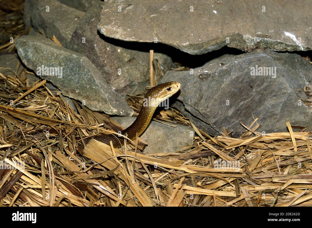 Taipan Snake, oxyuranus scutellatus, Venomous Snake in Australia Stock ...