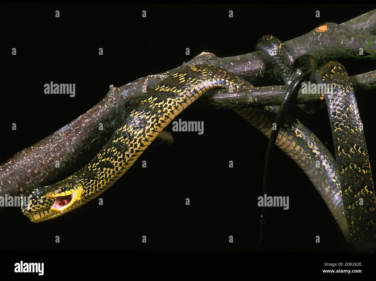 Tropical Rat Snake, spilotes pullatus, Adult against Black Background ...