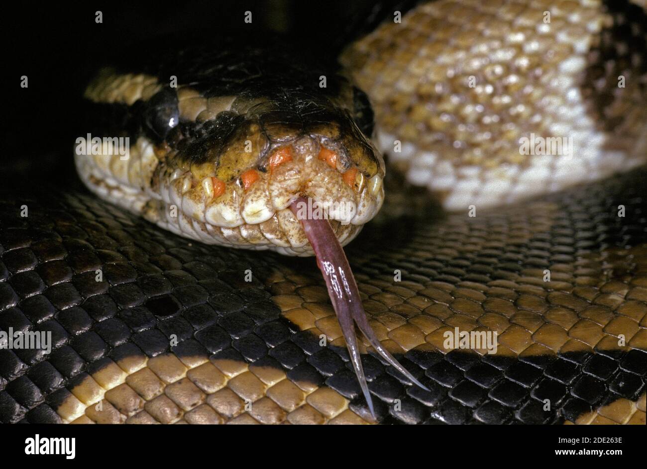 Royal Python, python regius, Head of Adult with Tongue out Stock Photo ...