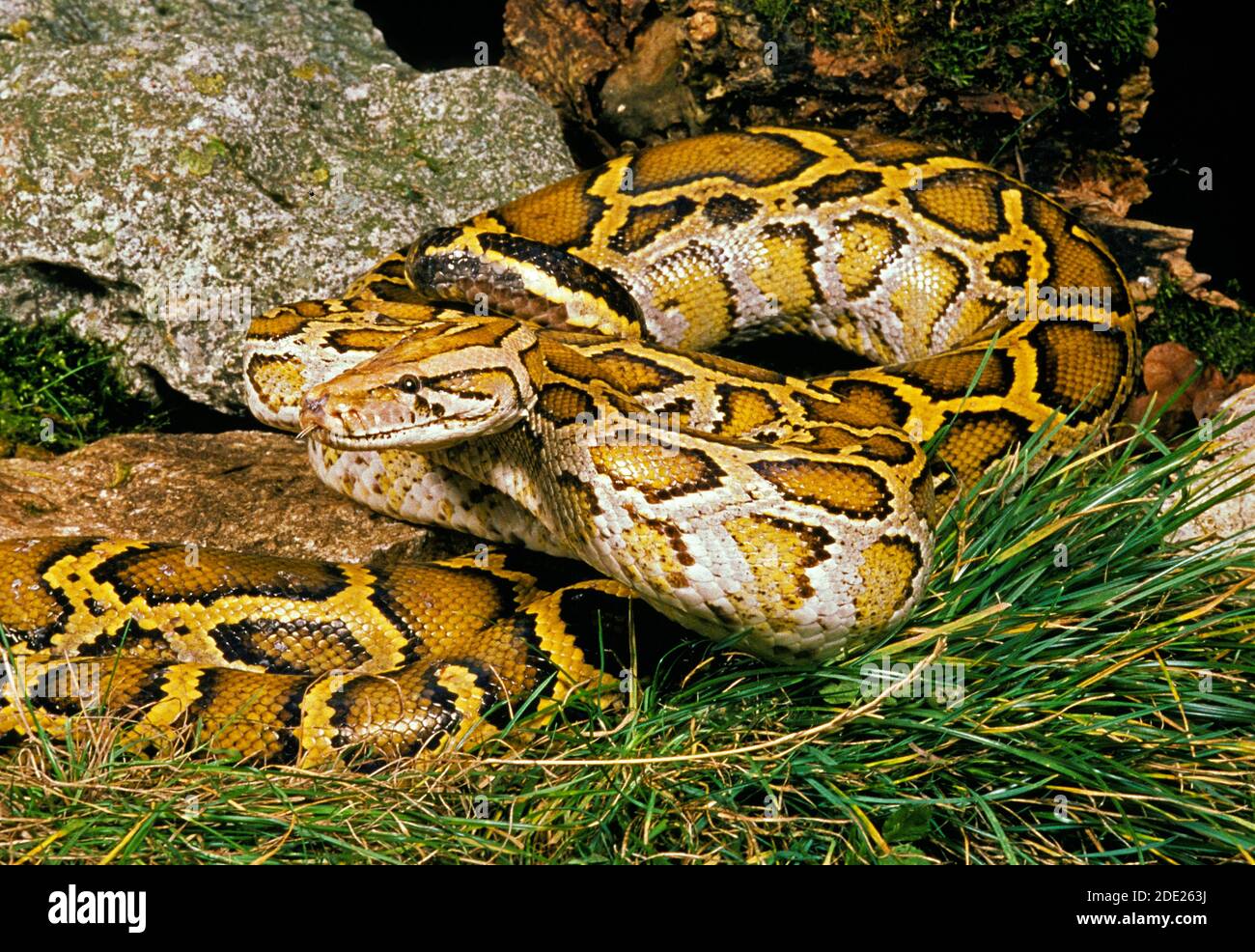 Indian Python, python molurus, Adult Stock Photo - Alamy Indian Python, python molurus, Adult Stock Photo - Alamy