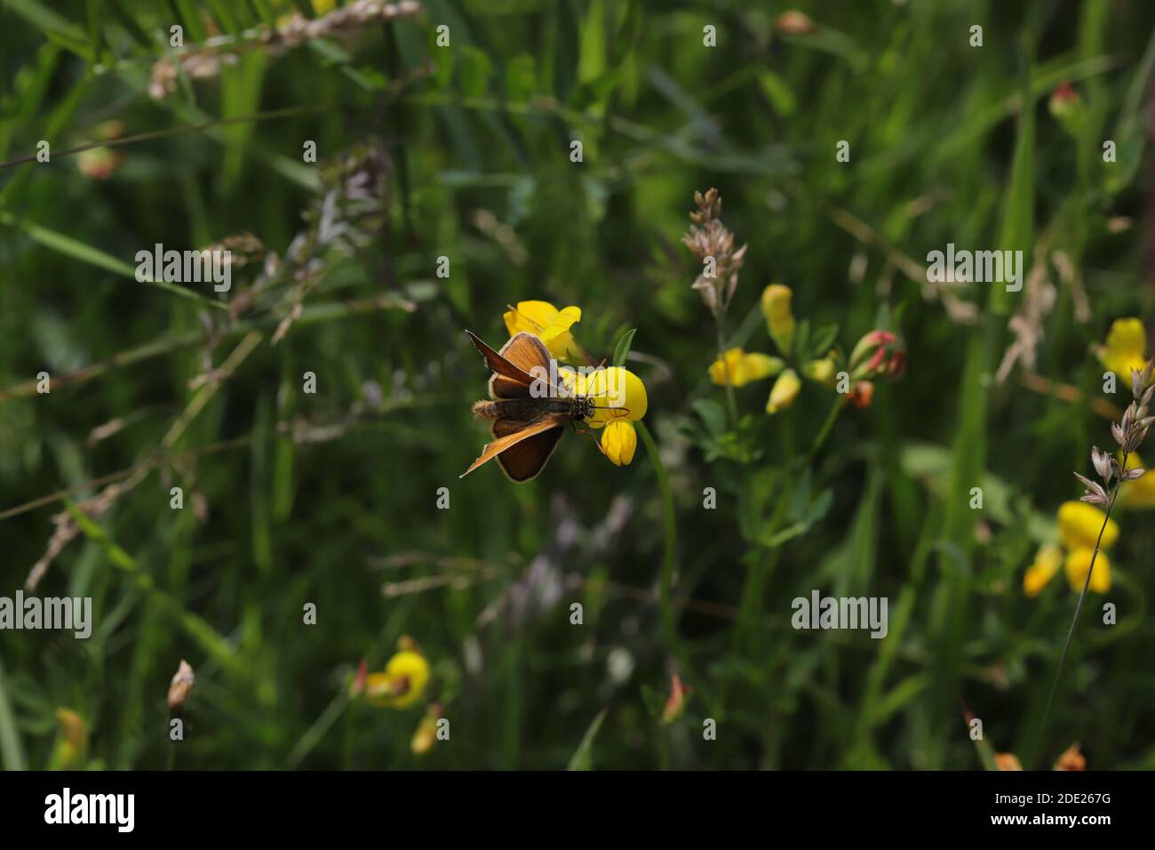 Small Skipper, male Stock Photo - Alamy
