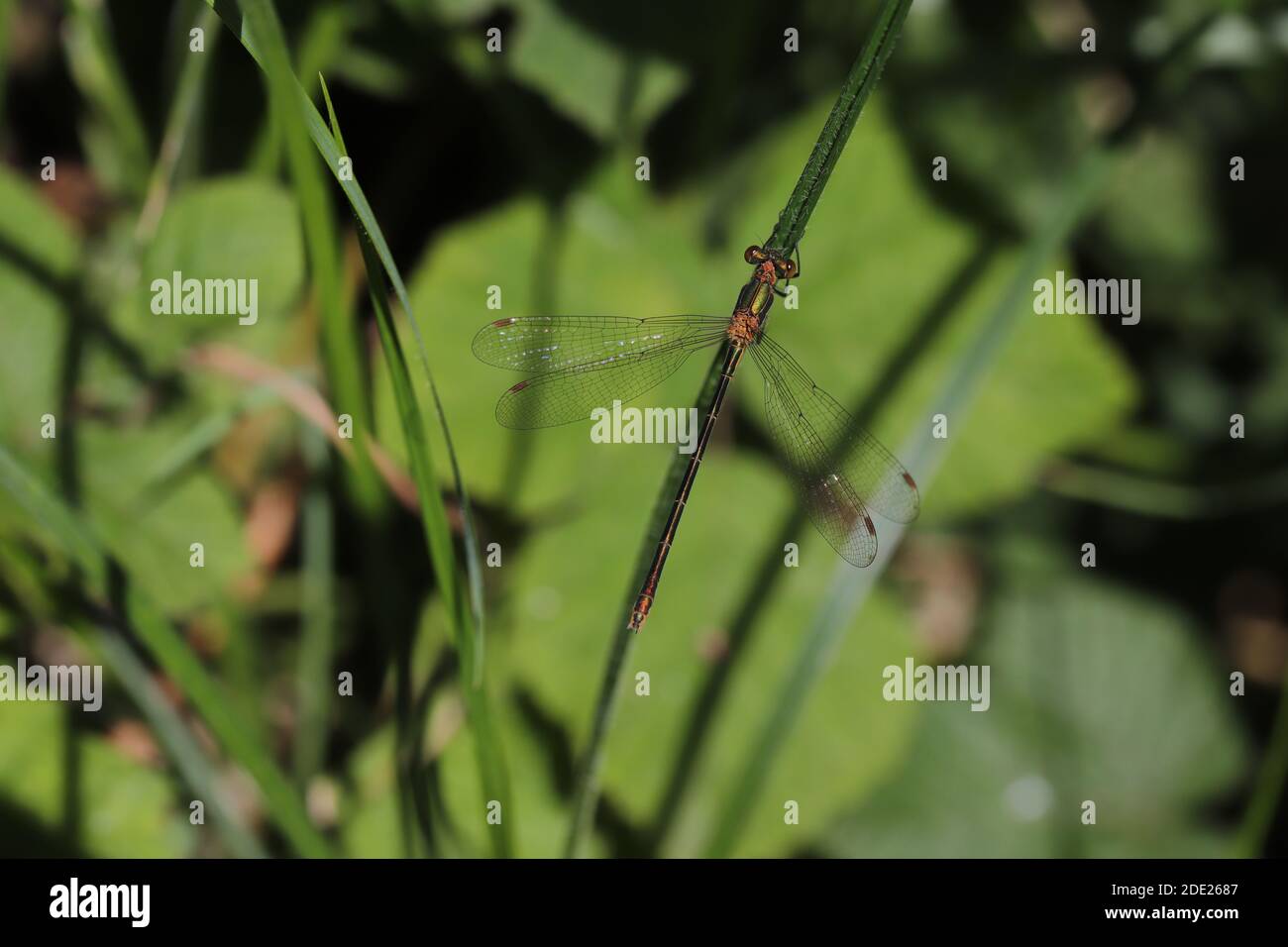 Sand willow hi-res stock photography and images - Alamy